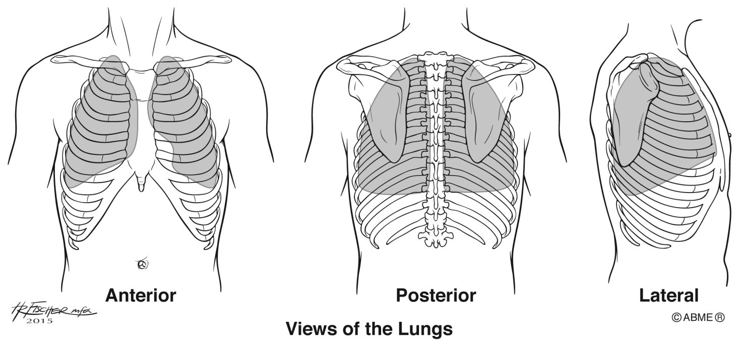 Everything You Want to Know About Breathing – Part One – The Flute Examiner