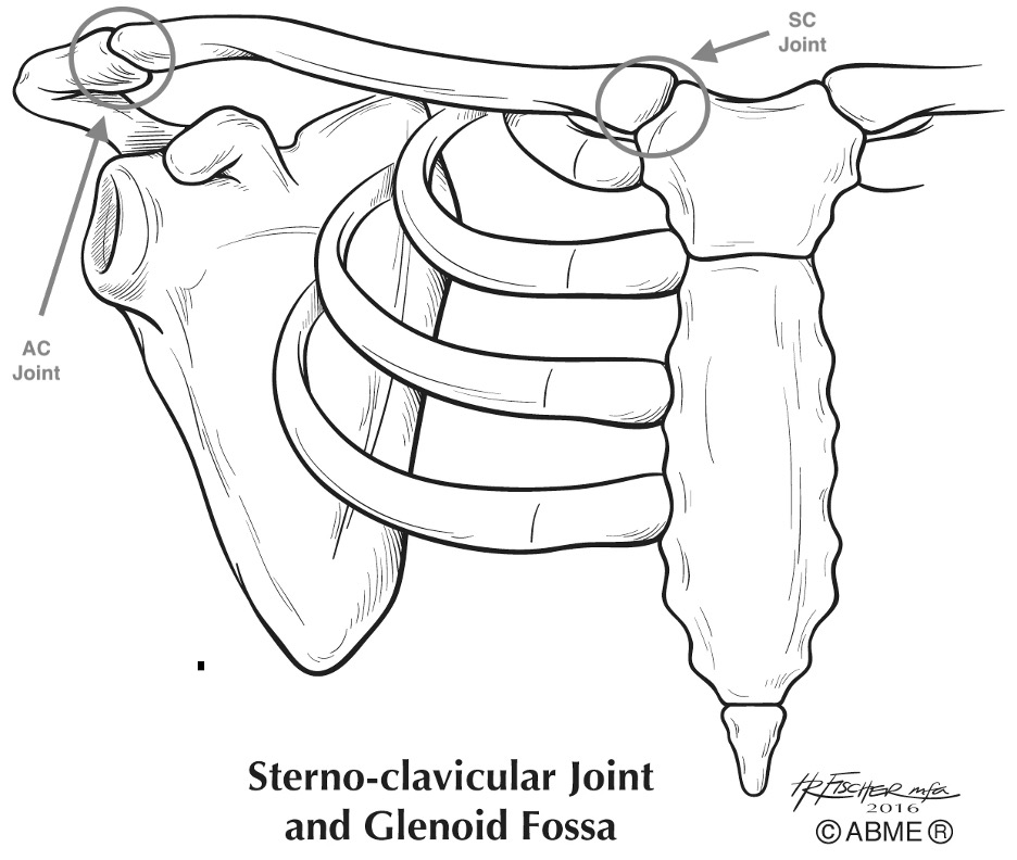 Fun Facts About Your Clavicles – The Flute Examiner